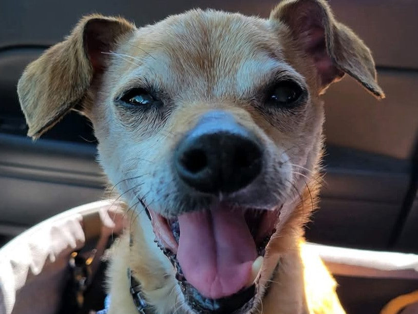 A Guide to Custom Pet Bobbleheads – Myminipets