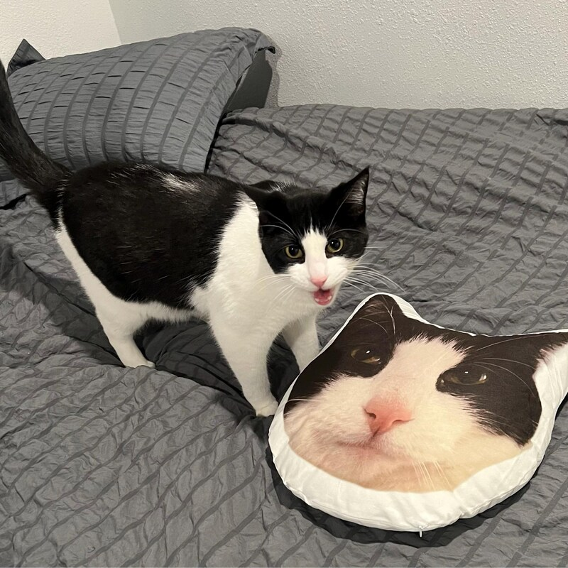 5 Custom Cat Pillow Ideas That Will Melt Your Heart – Myminipets